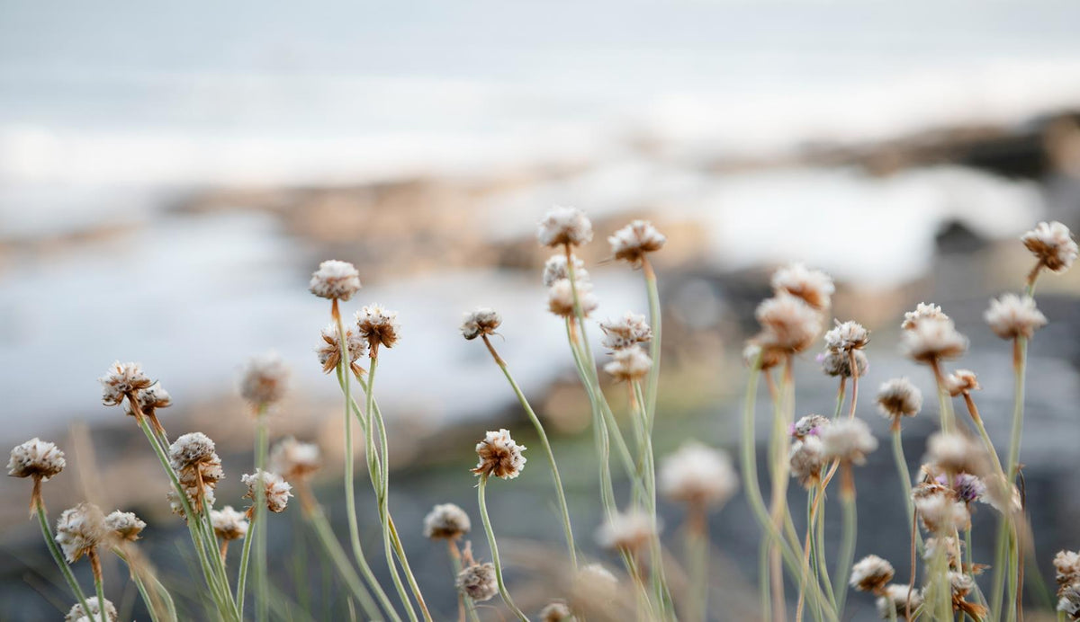 Check out our Gift Collection – Armada Hotel